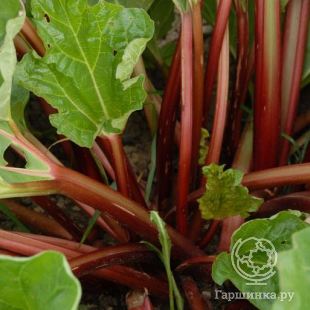 Ревень Канада Ред купить в Москве по низкой цене - интернет-магазин ...