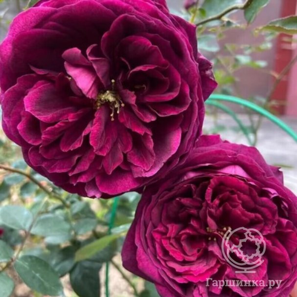 Роза Роял Палас купить в Москве по низкой цене - интернет-магазин Гаршинка