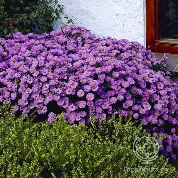 Астра Профессор Антон Киппенберг кустарниковая купить в Москве по ...